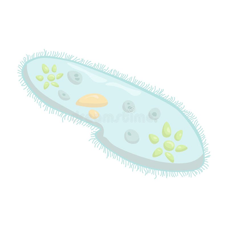 Ciliates - the Structure of the Microorganism. Vector Graphics Stock ...