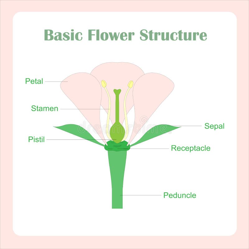 Flower Structure stock photo. Image of gray, xray, flower - 37863634