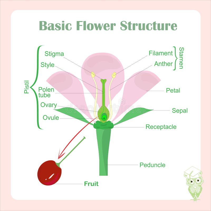 Scheme of Basic Flower Structure. Learning Biology Stock Vector ...