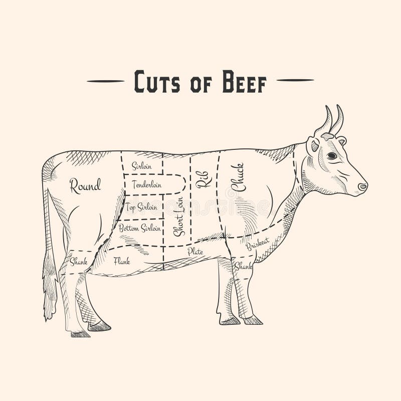 Scheme of Beef Cuts for Steak and Roast. Vector Illustration Stock ...