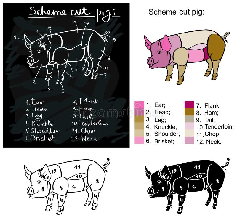 Scheme cutting pig stock vector. Illustration of chalk - 63961328
