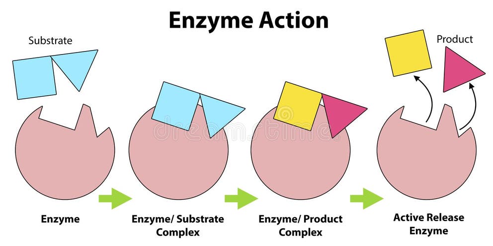 Scheme of Enzyme Action on a Substrate Stock Illustration ...