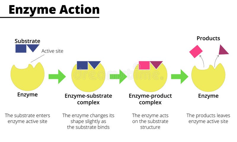 Enzymatic Reaction Mechanism Stock Illustrations – 8 Enzymatic Reaction ...