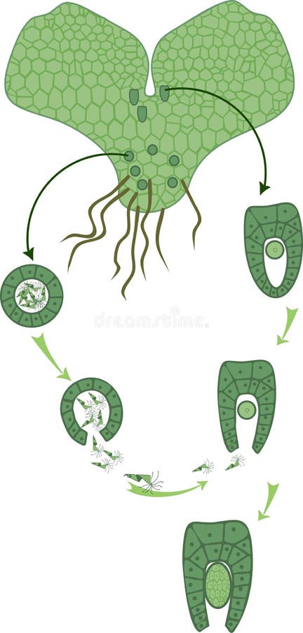 Scheme Of Fern Sexual Reproduction Cycle Of Fertilisation Fusion Of Gametes And Zygote