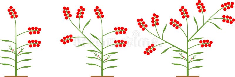 Scheme of Formation Dwarf Tomato Varieties Stock Vector - Illustration ... Scheme of Formation Dwarf Tomato Varieties Stock Vector - Illustration ...