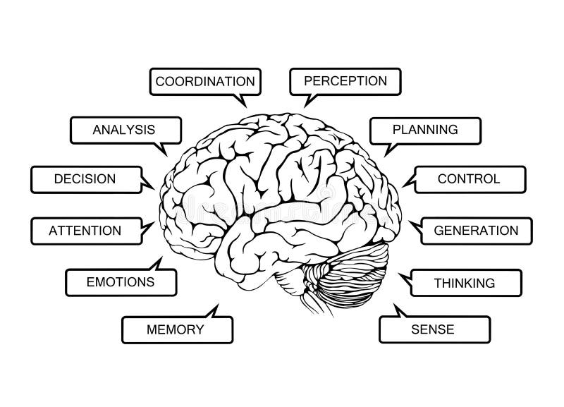 Scheme of Functions of the Human Brain Stock Illustration ... Scheme of Functions of the Human Brain Stock Illustration ...