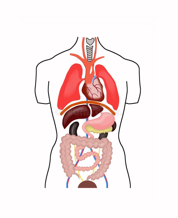 Scheme of inner structure stock illustration. Illustration of medical ...