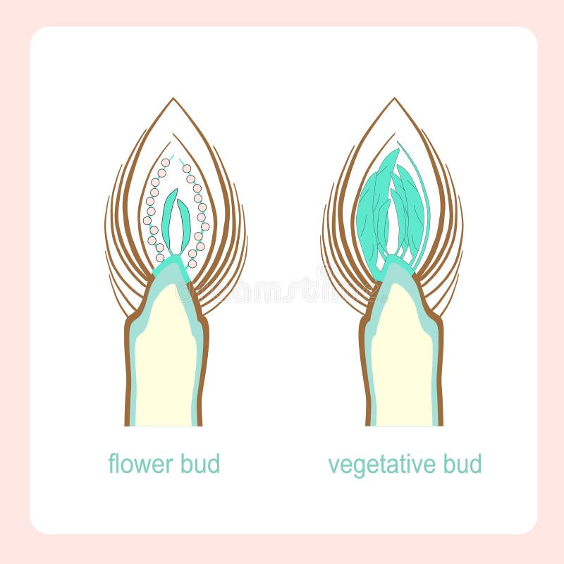 Scheme of Longitudinal Sections of Vegetative and Flower Buds. Learning ...