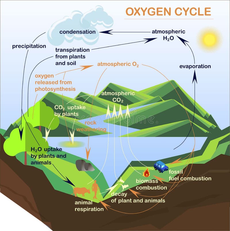 Scheme of the Oxygen Cycle, Flats Design Stock Vector - Illustration of ...