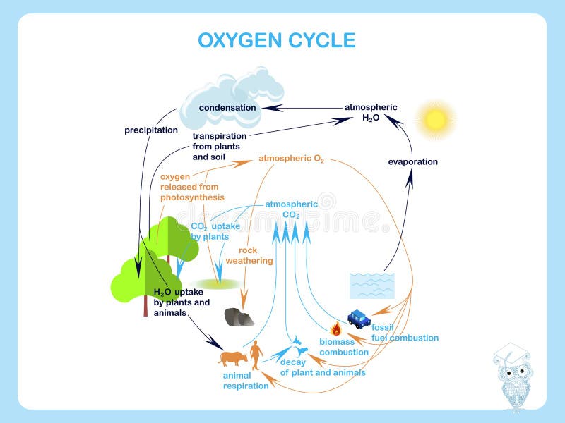 Scheme of the Oxygen cycle stock vector. Illustration of biology ...