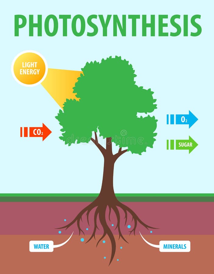 Scheme of photosynthesis stock vector. Illustration of education - 34345082