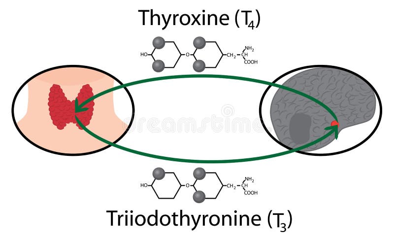 Normal Thyroid Function Stock Illustrations – 92 Normal Thyroid ...