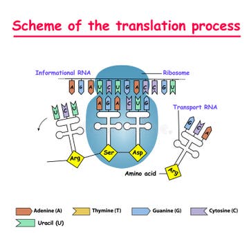 Translation Mrna Stock Illustrations – 213 Translation Mrna Stock ...