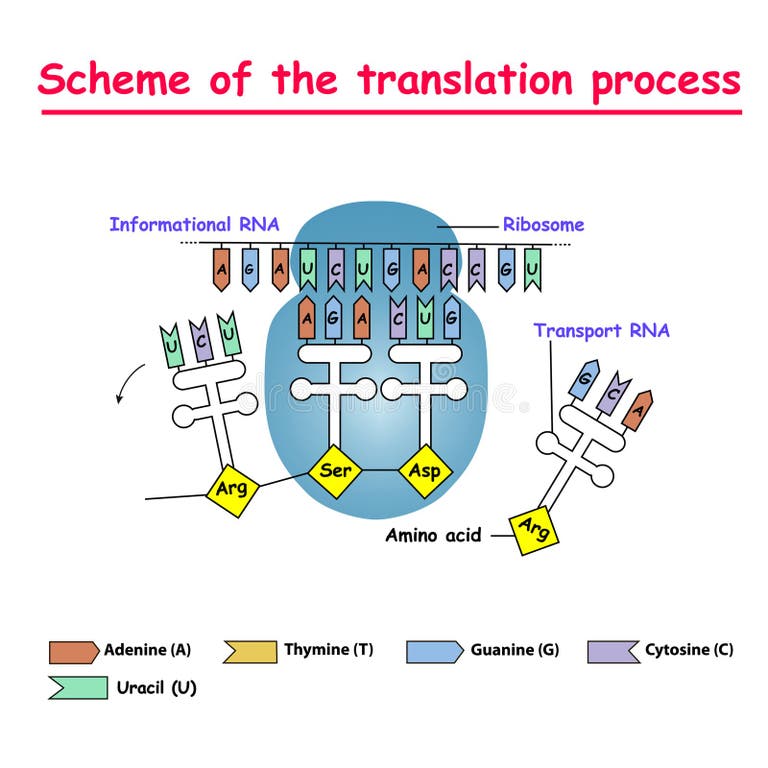 Dna Translation Stock Illustrations – 511 Dna Translation Stock ...