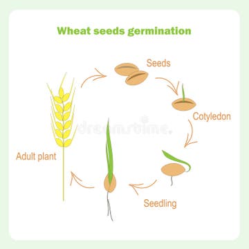 Wheat Seed Germination Stock Illustrations – 746 Wheat Seed Germination ...