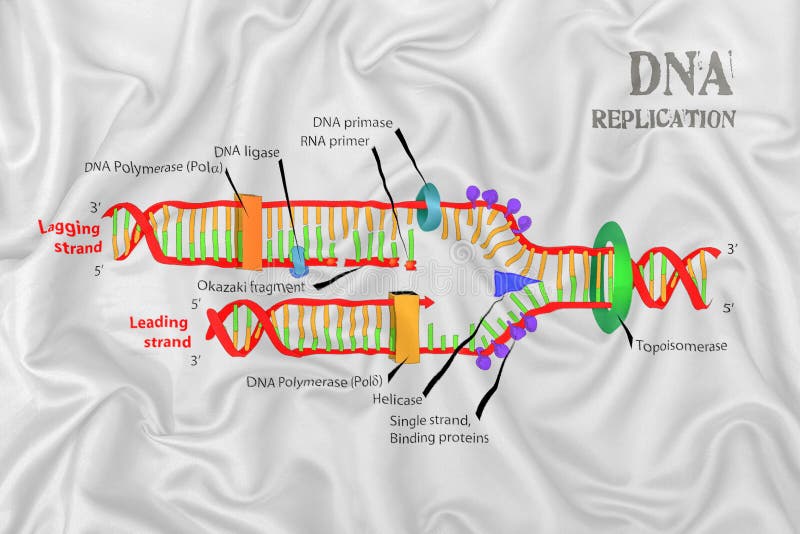 Schemi di replica del DNA illustrazione di stock. Illustrazione di ...