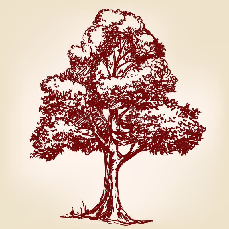 Realistische Schets Van De Boom De Hand Getrokken Vectorillustratie ...