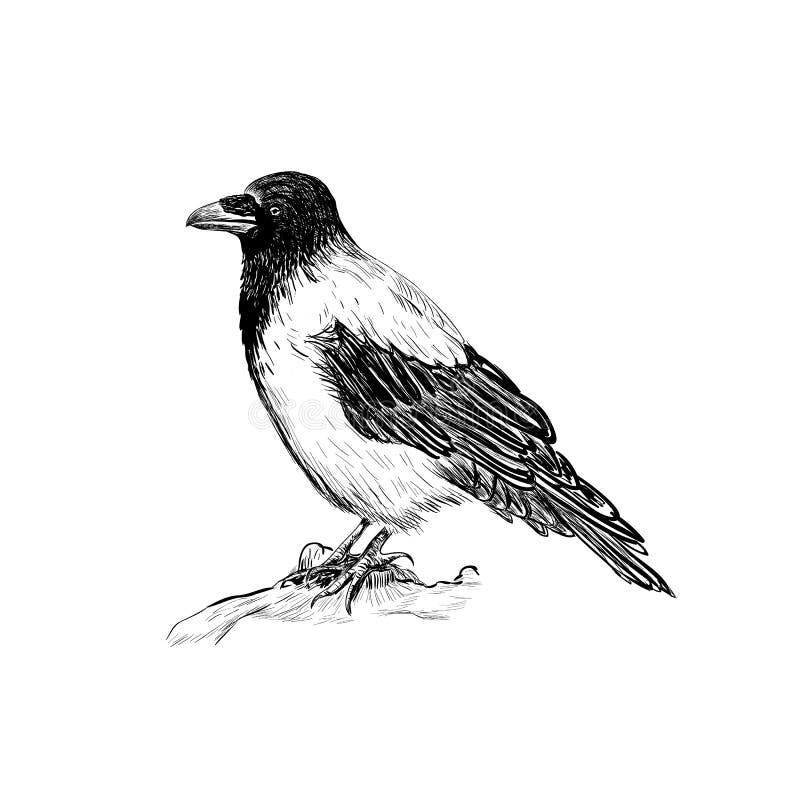 Schets Van De Raaf De Vectorillustratie Vogelkraaien Vector Illustratie ...