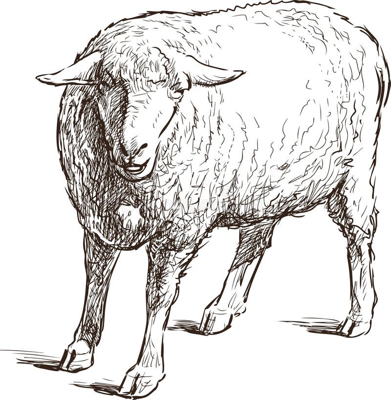 Schets van een schaap vector illustratie. Illustration of snuit - 42862624
