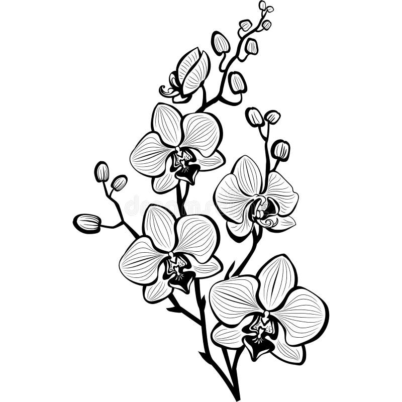 Orchidee Stock Illustrations, Vectors, & Clipart – (59,588 Stock ...