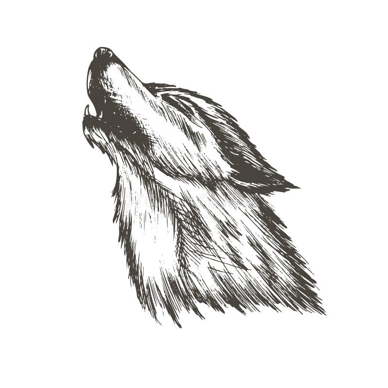 Schets Vectorillustratie Van Wolf Vector Illustratie - Illustration of ...