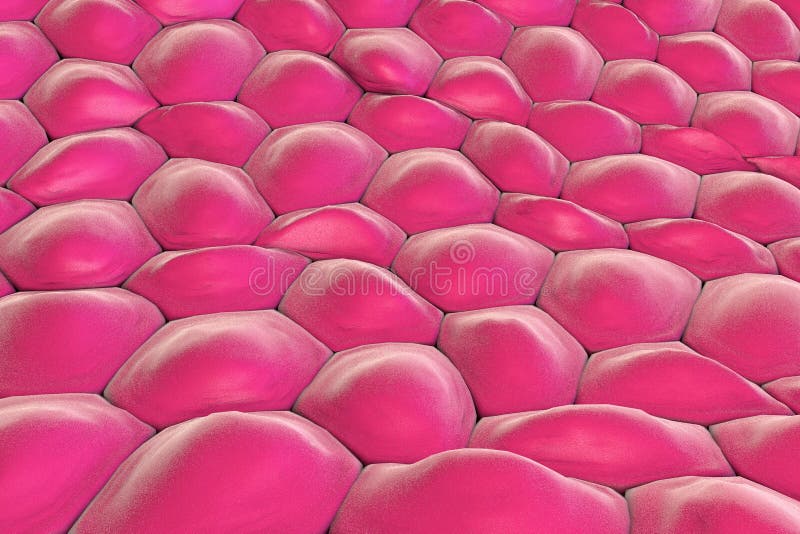 Schicht menschliche Zellen stock abbildung. Illustration von struktur ...