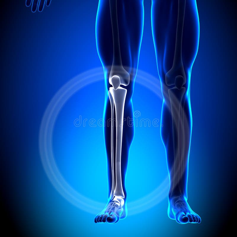 Schienbein/Wadenbein - Kalb-Anatomie - Anatomie-Knochen Stock Abbildung ...