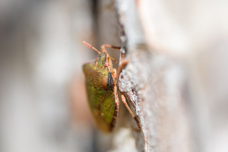 Schildinsect op een Boom stock foto. Image of insect - 71710272