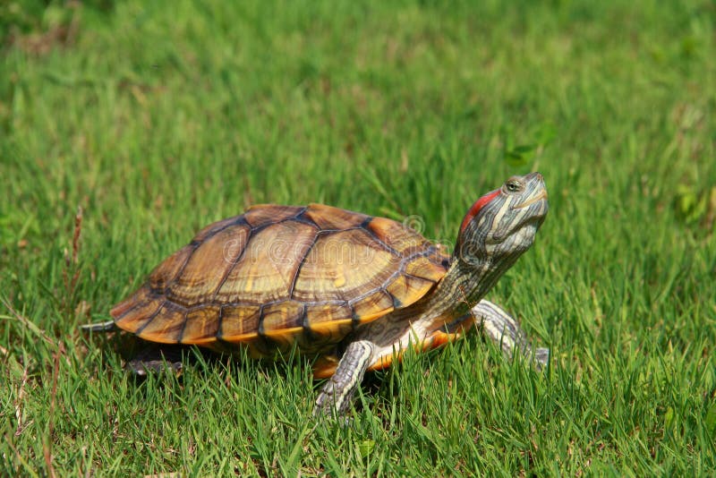 Paar Met Jonge Schildpadden Stock Foto - Image of balancering, sluit ...