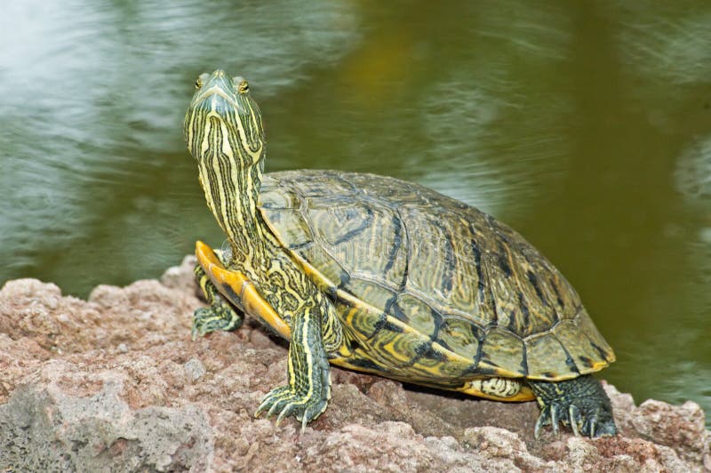De Schildpad Van Gopher in Situ Stock Foto - Image of grond, schildpad ...