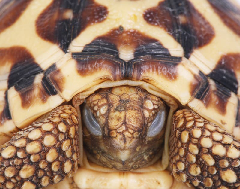 Russische schildpad stock afbeelding. Image of schelp - 16254477