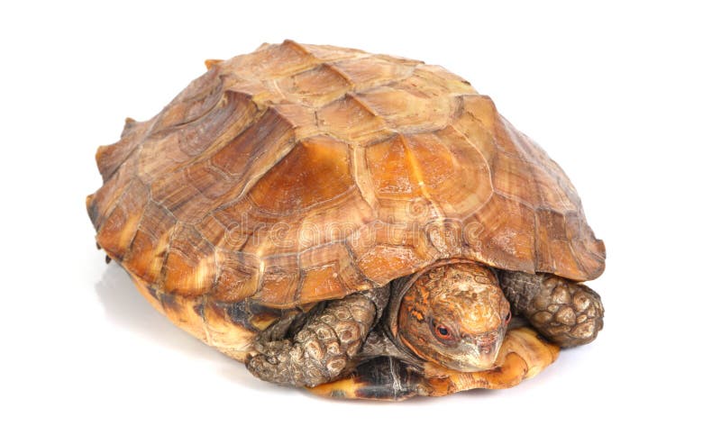 Gestreepte Modderschildpad (Kinosternon Baurii) Stock Afbeelding ...