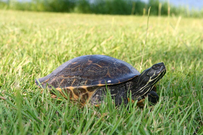 Schildpad Die Eieren Gaat Leggen Stock Afbeelding - Image of dier ...