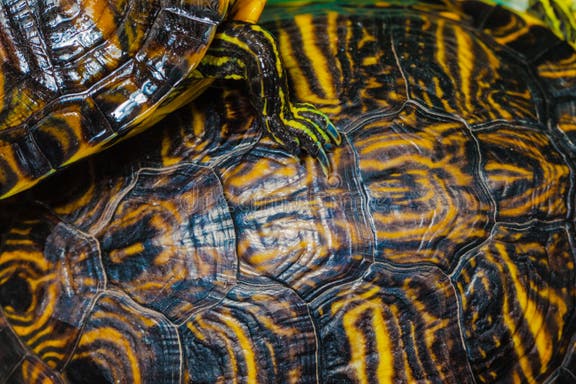 Schildpadden stock afbeelding. Image of huid, ovaal, huisdier - 32329509