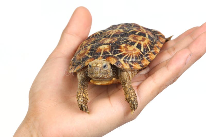 De Schildpad Van Het Huisdier Van De Hobby Stock Foto - Image of hobby ...