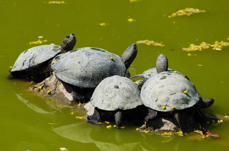Schildpadden stock foto. Image of water, dieren, nave - 9604060