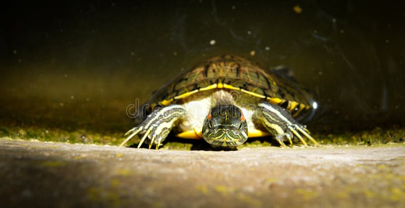 De Schildpadden in De Vijver Stock Foto - Image of eieren, benen: 126807264