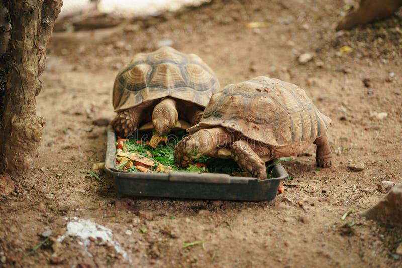 Schildpadden Die Glazen Eten Bij De Dierentuin Stock Afbeelding - Image ...