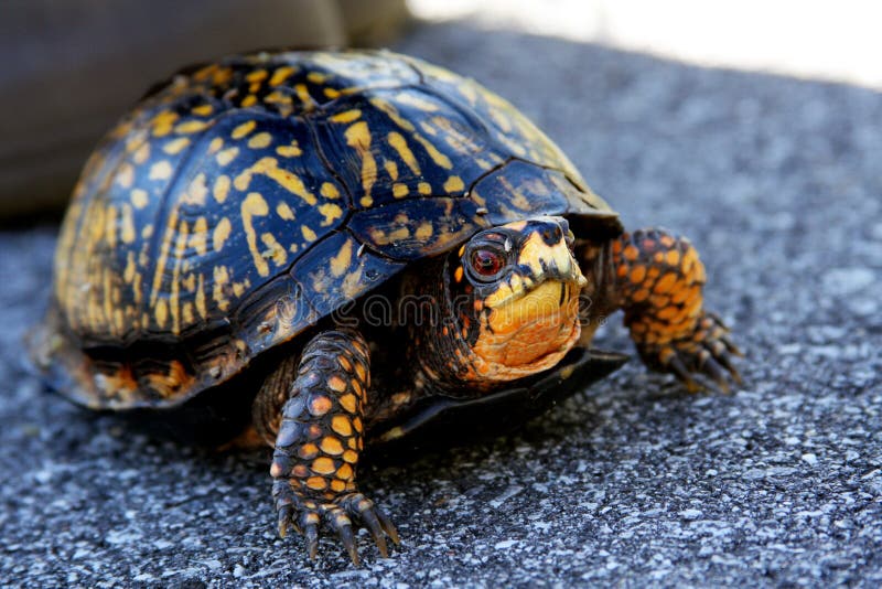 Schildpadportret stock foto. Image of dier, gegevens - 34175678
