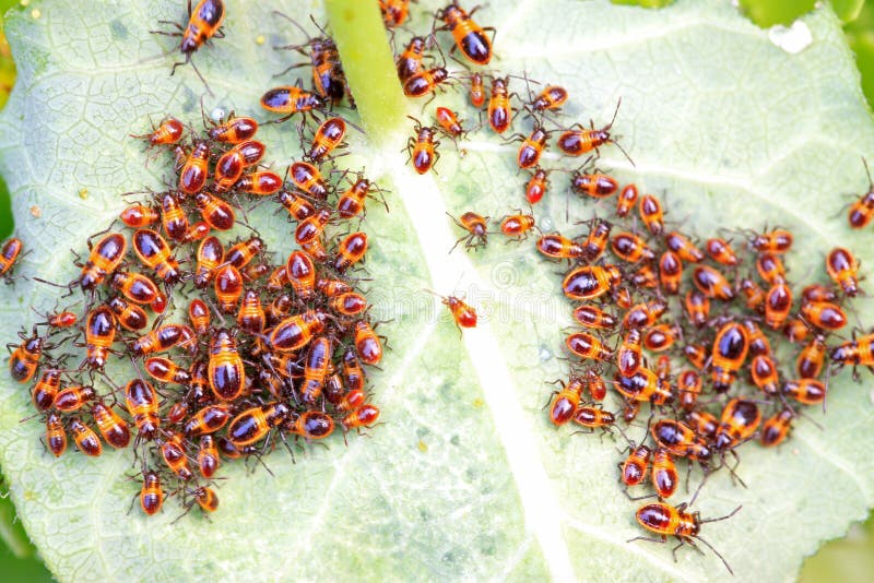 Insecten Op Groene Installatie in De Wildernis Stock Foto - Image of ...