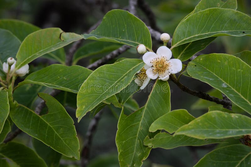 Schima Wallichii Stock Photos - Free & Royalty-Free Stock Photos from ...