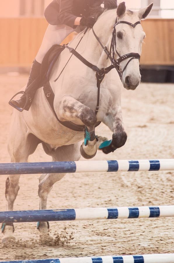Pferd Springt Auf Sand Auf Einem Weißen Hintergrund Stockbild - Bild ...