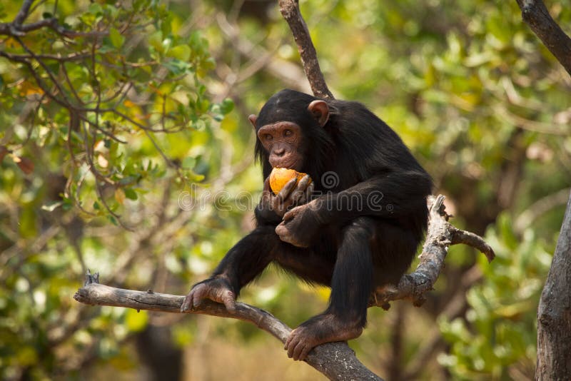 Schimpans uganda fotografering för bildbyråer. Bild av schimpans - 14733081