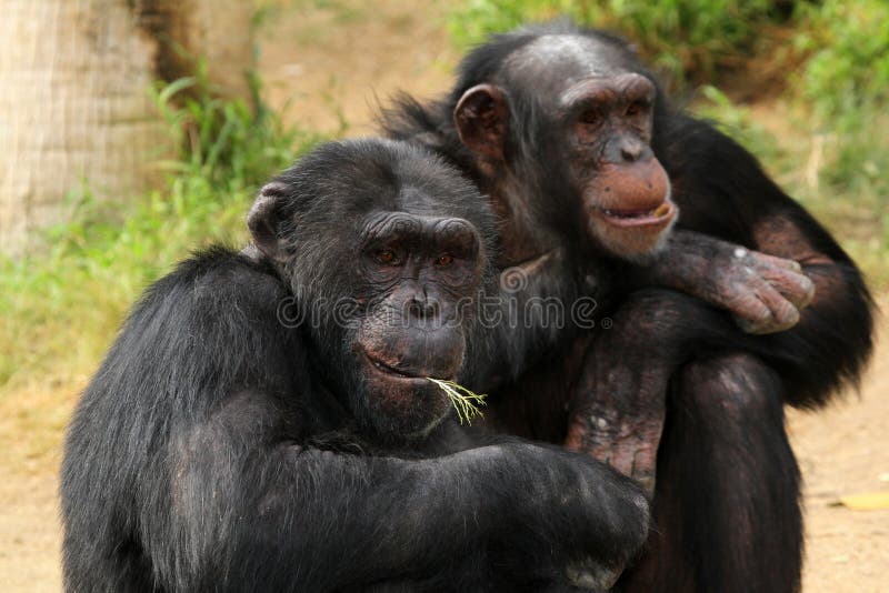 Schimpanspar arkivfoto. Bild av äta, träd, sött, svart - 51123820