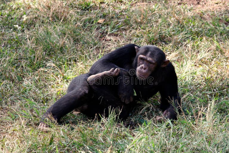 Schimpans fotografering för bildbyråer. Bild av forskning - 32948397