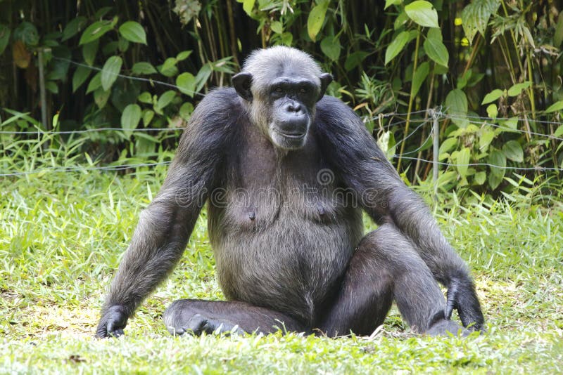 Schimpans 2 arkivfoto. Bild av djurliv, varelse, gorilla - 33206608