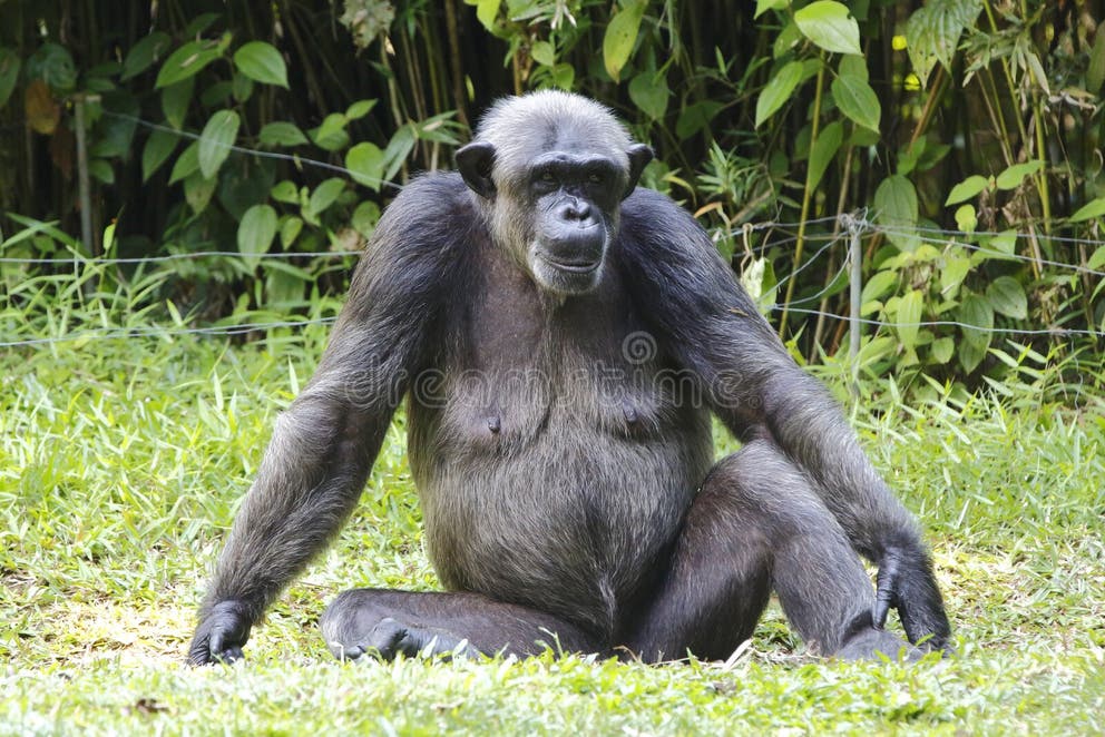 Schimpans 2 arkivfoto. Bild av djurliv, varelse, gorilla - 33206608