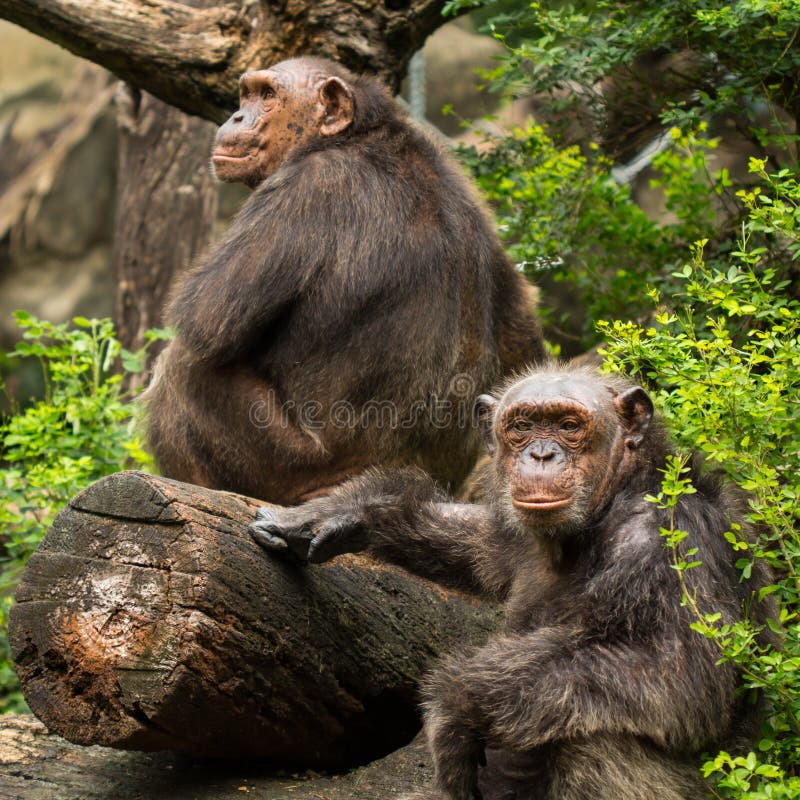Schimpanspar V arkivfoto. Bild av däggdjur, angus, primat - 58530080
