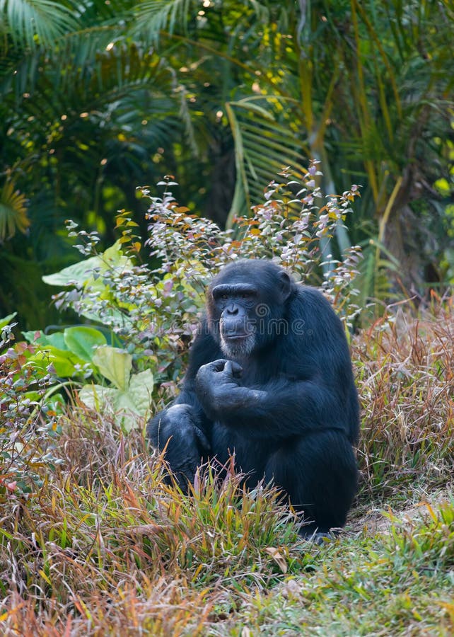 Gulliga schimpanser fotografering för bildbyråer. Bild av schimpanser ...