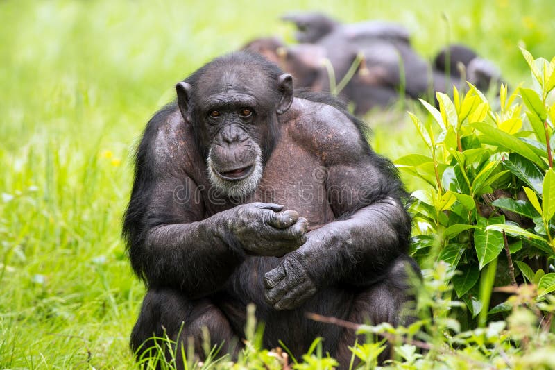 Den Ljusa Schimpansen & Skuggar Arkivfoto - Bild av allätare, angus ...